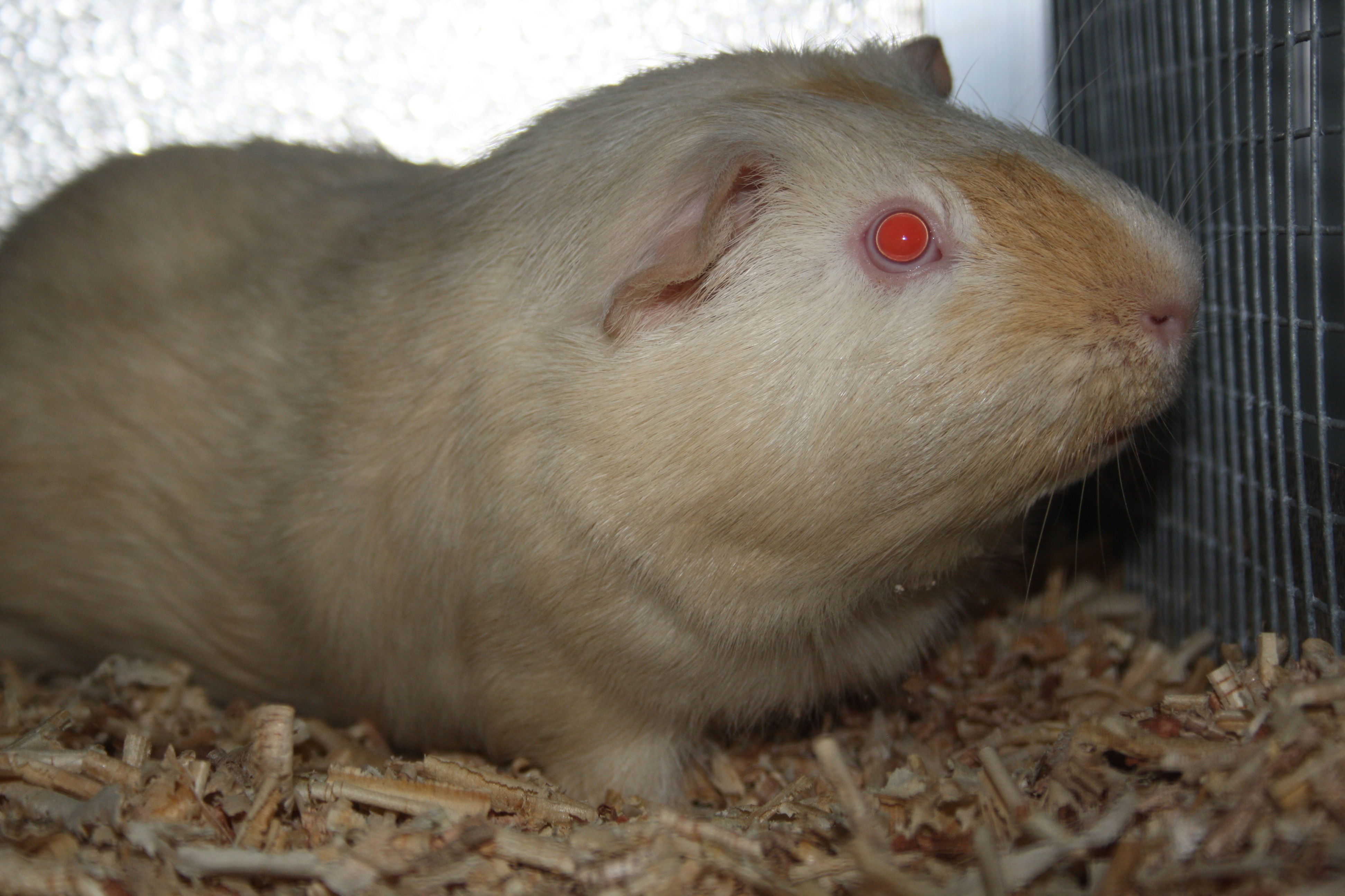 Gizmo - Male Short-hair Guinea Pig in QLD - PetRescue