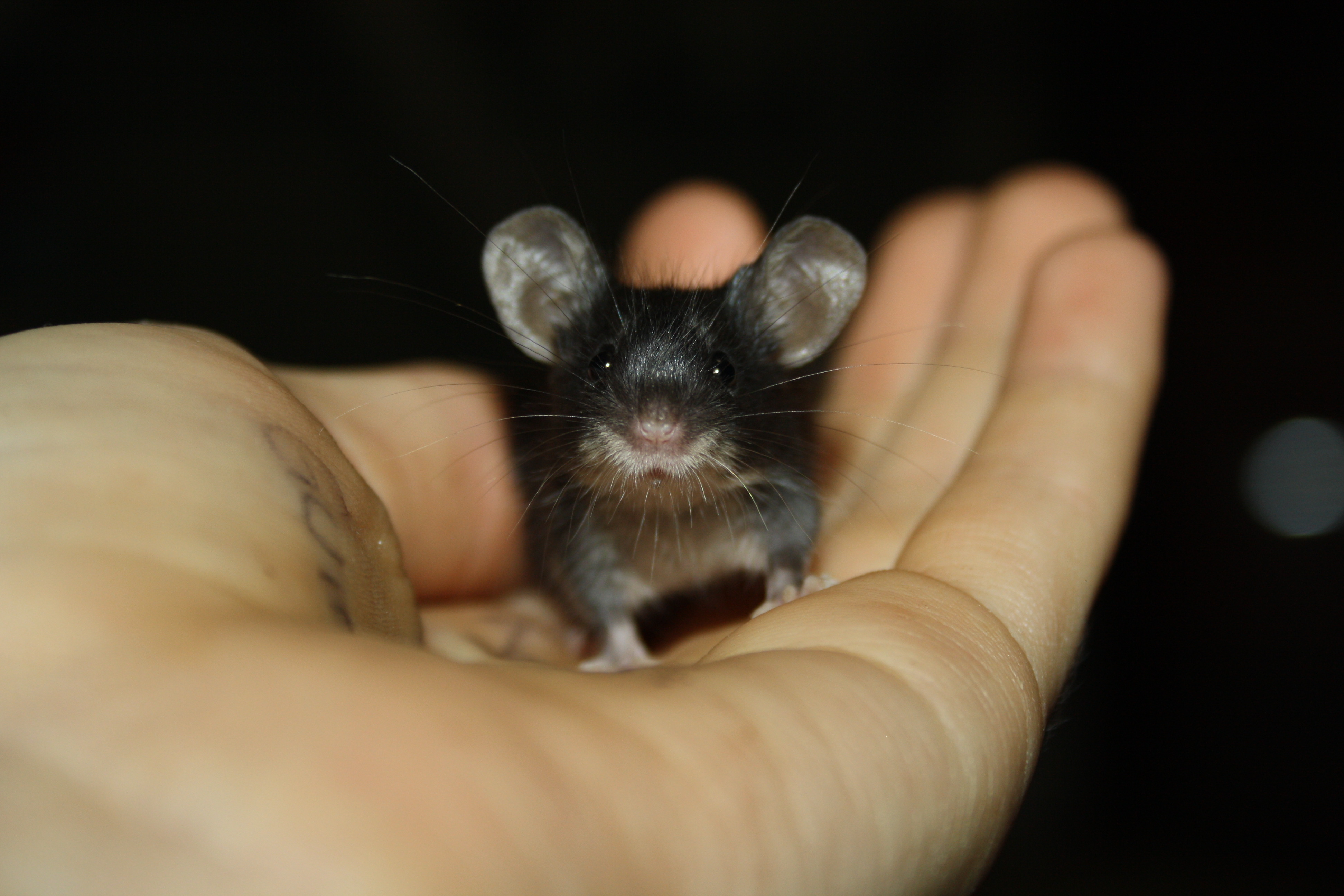 Minnie Mouse - Female Mouse in QLD - PetRescue