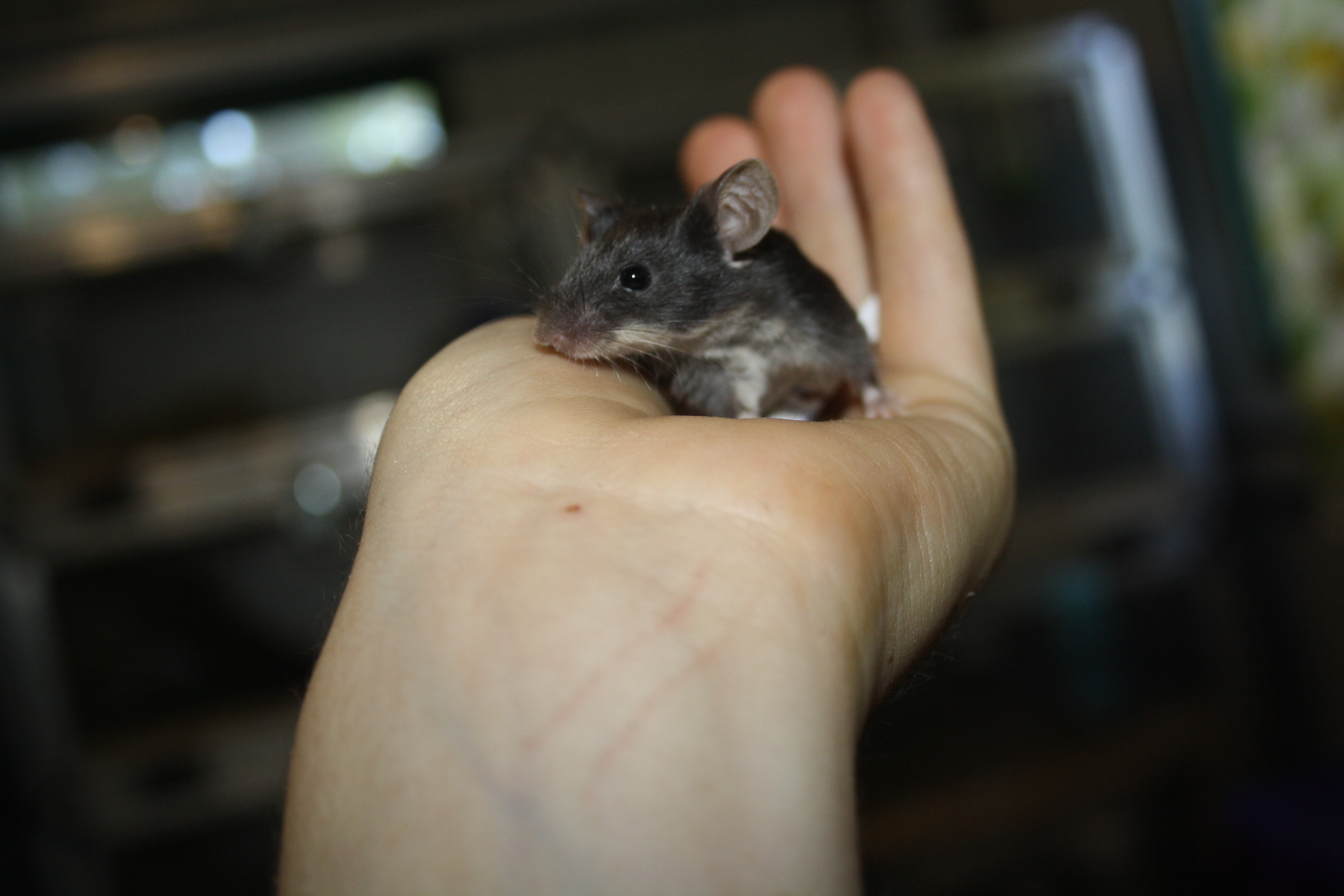 Edwin - Male Mouse in QLD - PetRescue