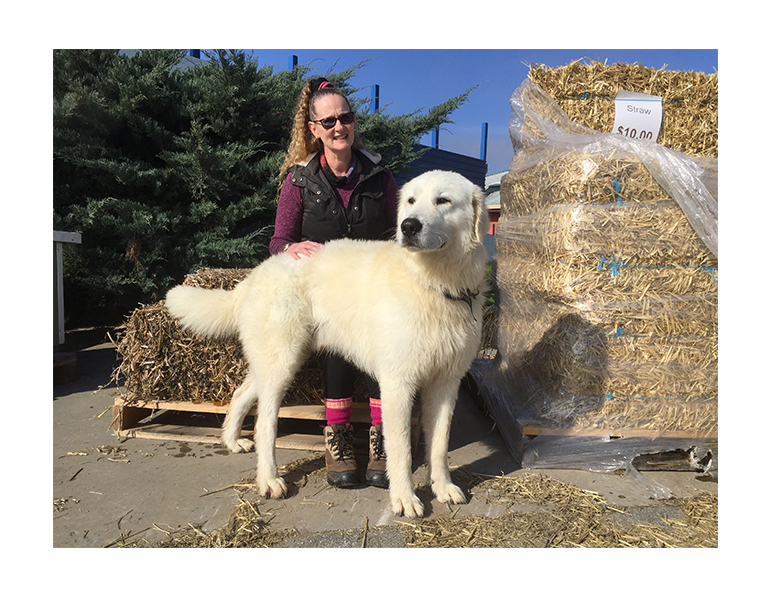 Bazinga - Large Male Maremma Sheepdog Dog in VIC - PetRescue