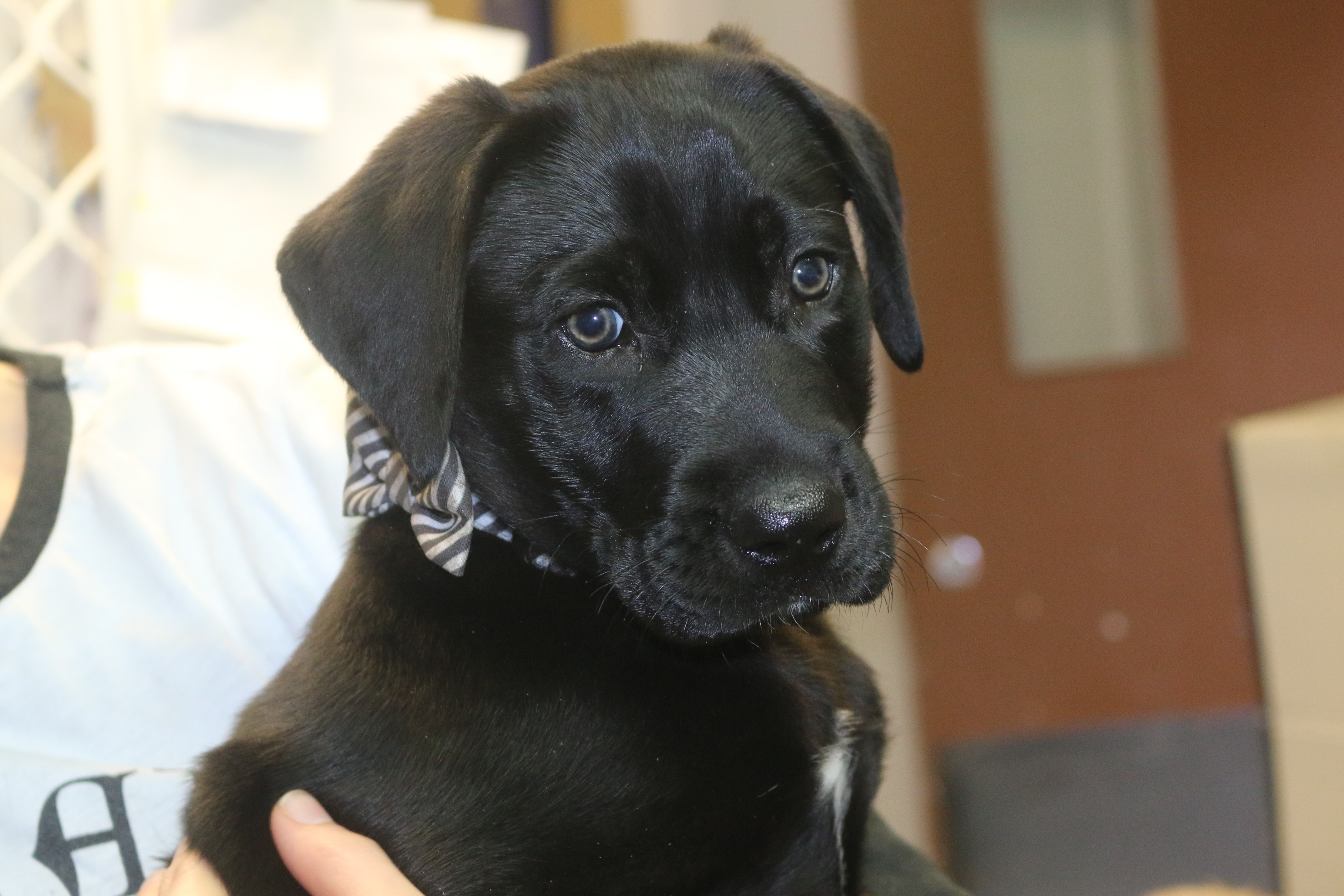 Buzz - Large Male Great Dane x Labrador Dog in NSW - PetRescue