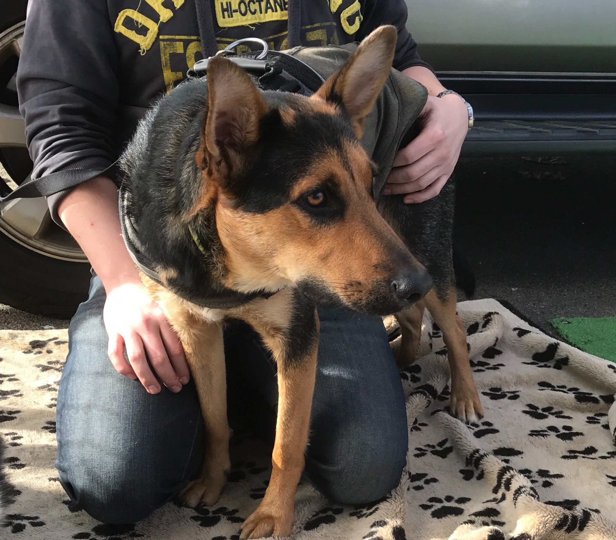 Stella - Large Female German Shepherd x Kelpie Dog in NSW - PetRescue