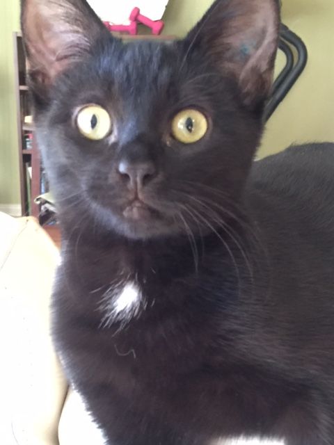 Edwina - Snuggle Pot - Female Domestic Short Hair Cat in VIC - PetRescue