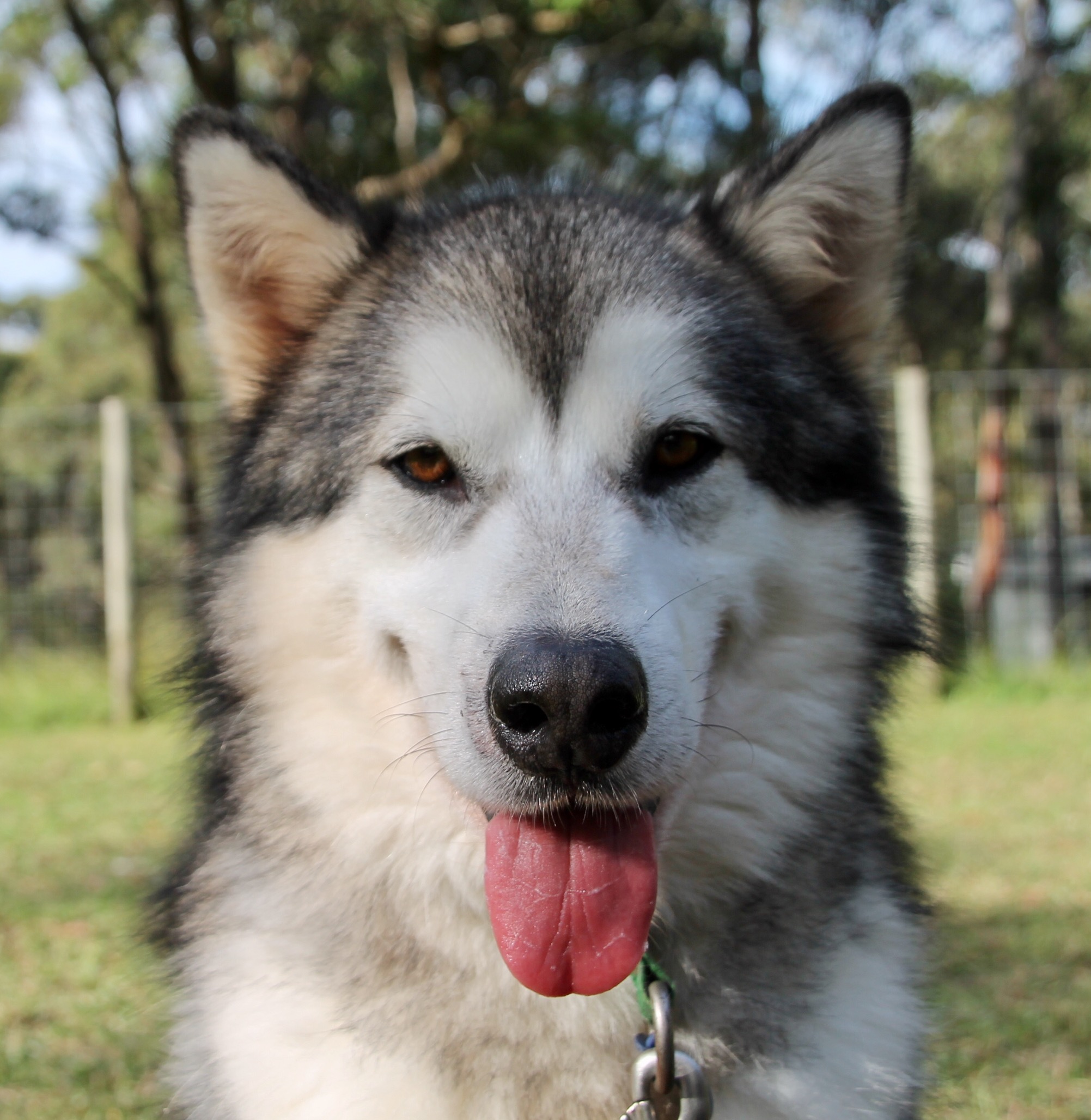 Thor - Large Male Alaskan Malamute Dog in NSW - PetRescue