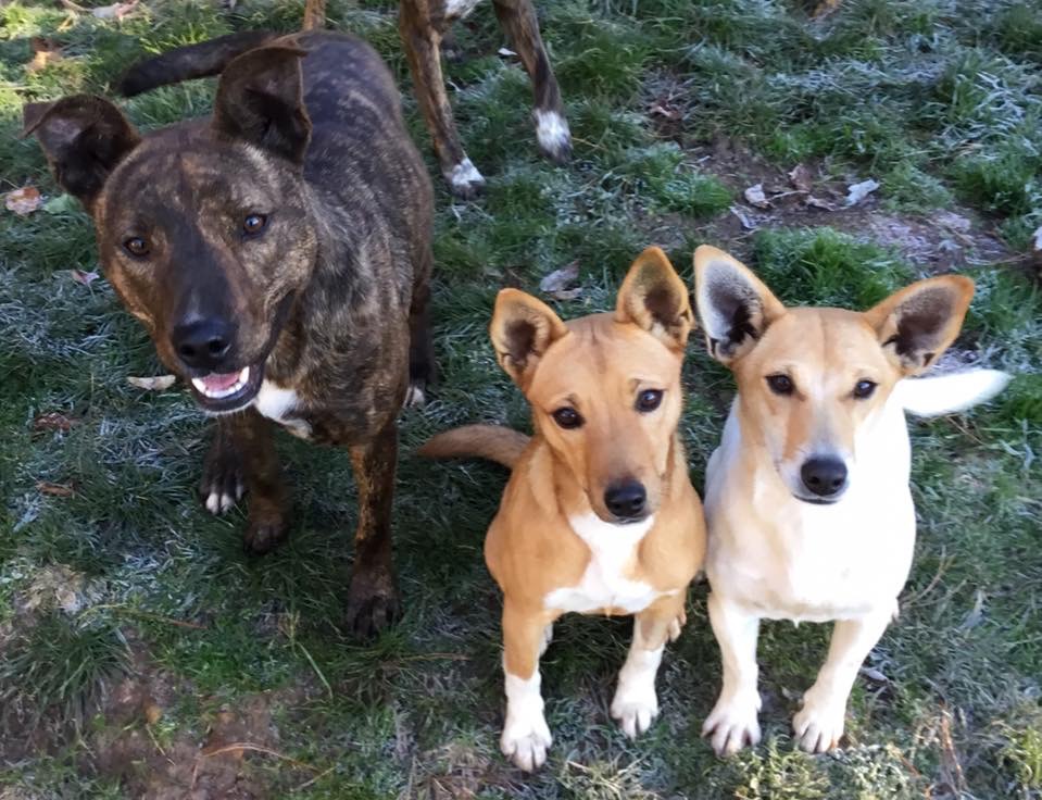 Kesley - Small Female Jack Russell Terrier Mix Dog in NSW - PetRescue