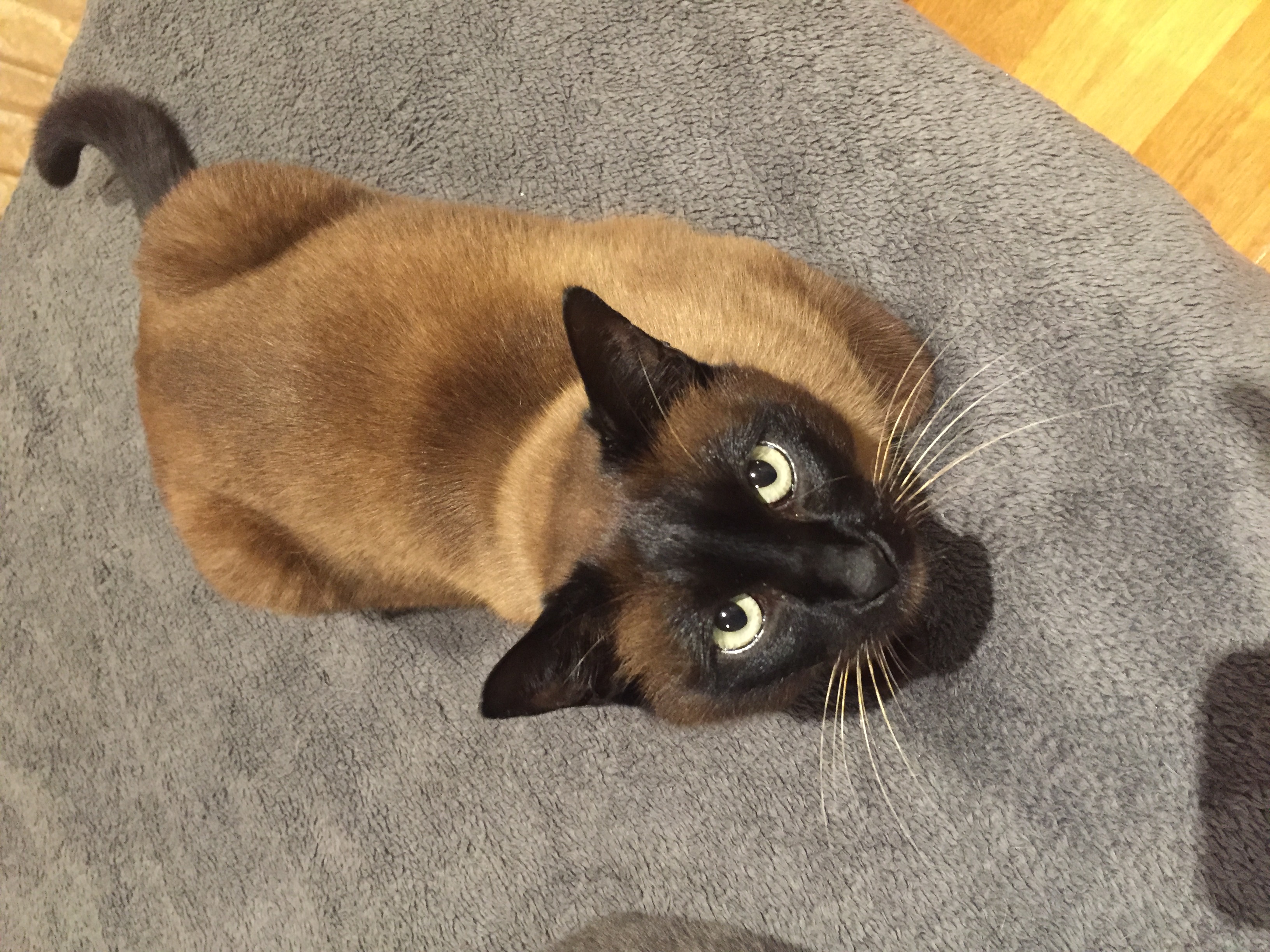 Sebastian - Male Burmese Mix Cat in VIC - PetRescue