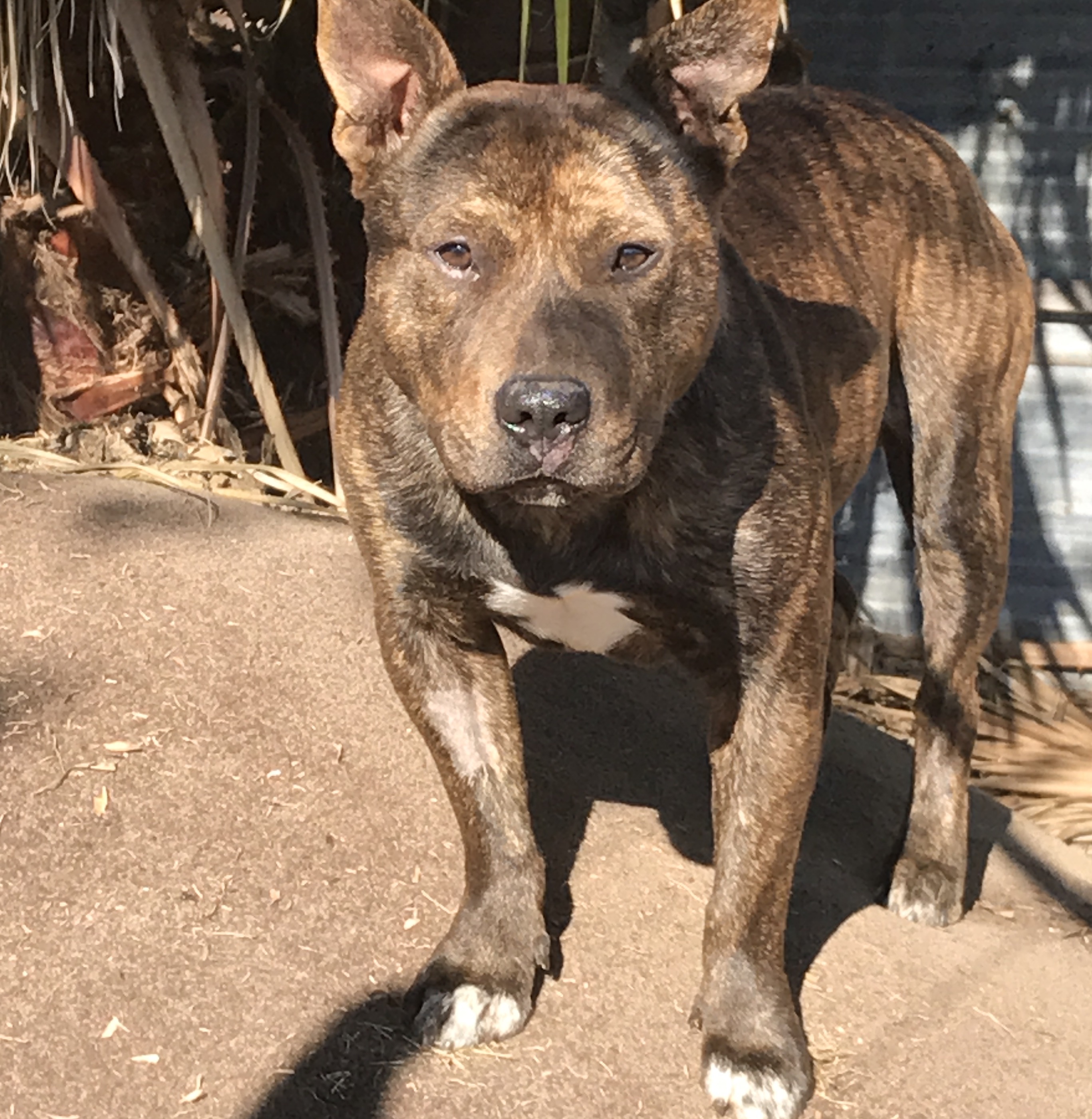 Tank - adoption pending - Medium Male Staffy Dog in NSW - PetRescue