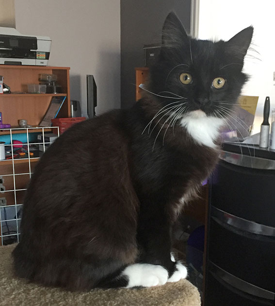 Lylah 🌺 Floofy Love Kitten - Female Domestic Medium Hair x Ragdoll Cat ...