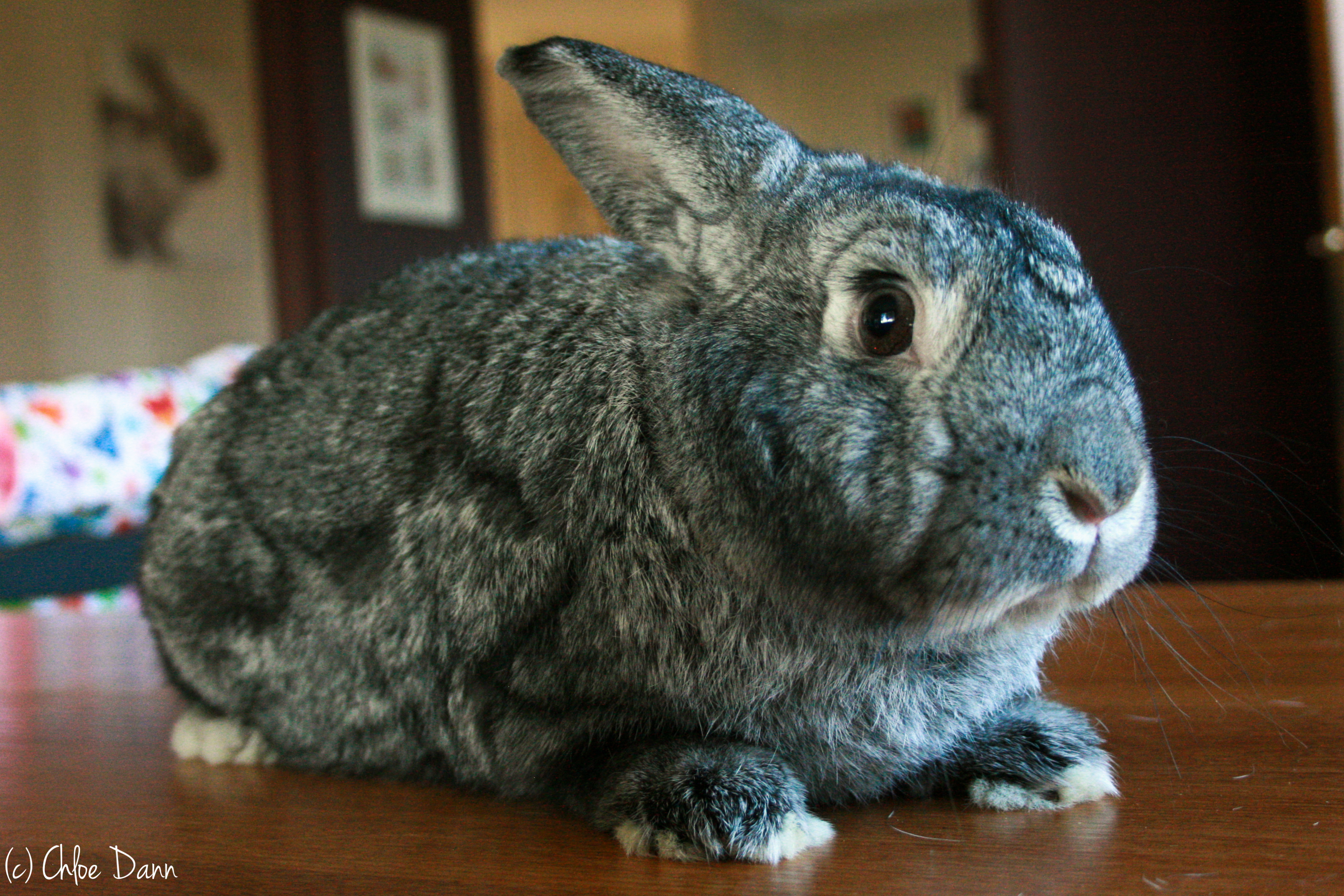 Maxwell - Male Mini Lop x Dwarf Lop Rabbit in VIC - PetRescue