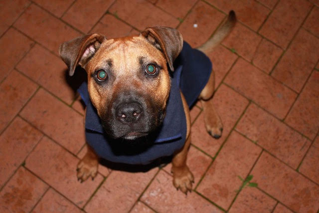 Dex ~ 8mo Boxer x boy (on trial 26/06/17) - Medium Male Boxer Mix Dog ...