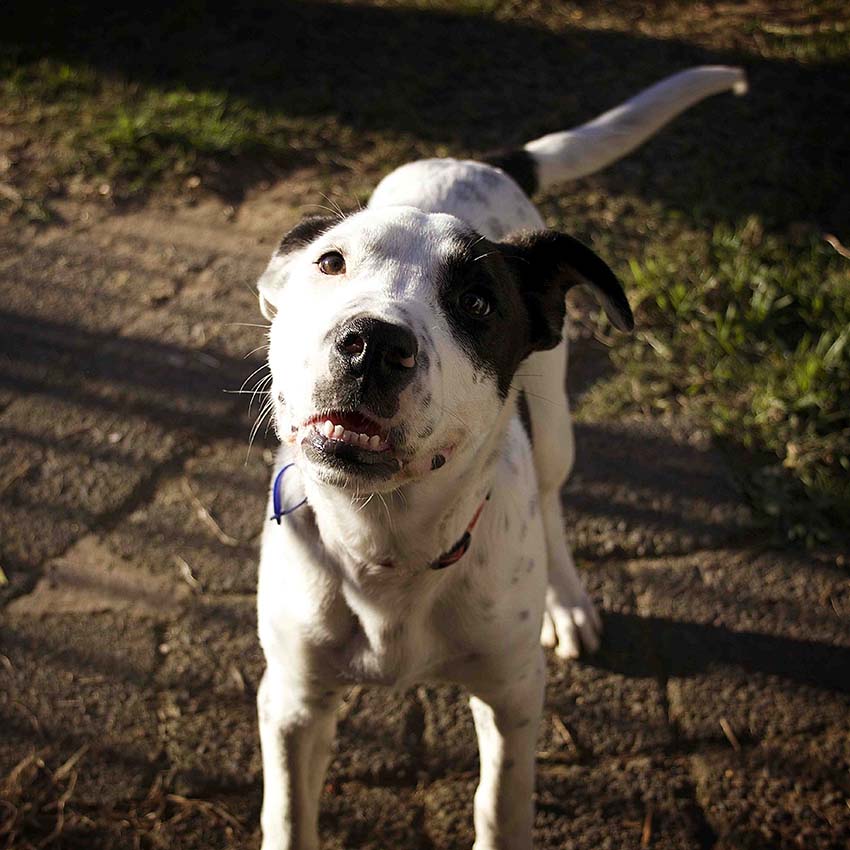 Wilson ~ 7mo Wolfhound x Boxer (On Trial 14/8/17) - Medium Male Boxer x ...
