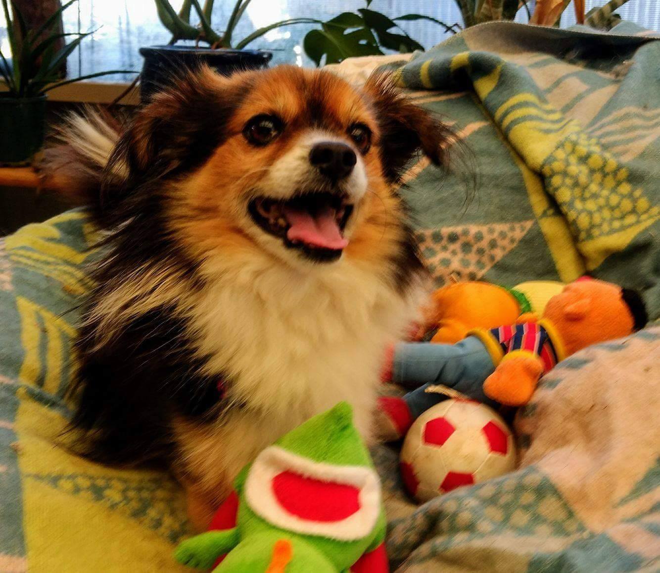 Chappy - Small Male Mixed Breed Dog in SA - PetRescue