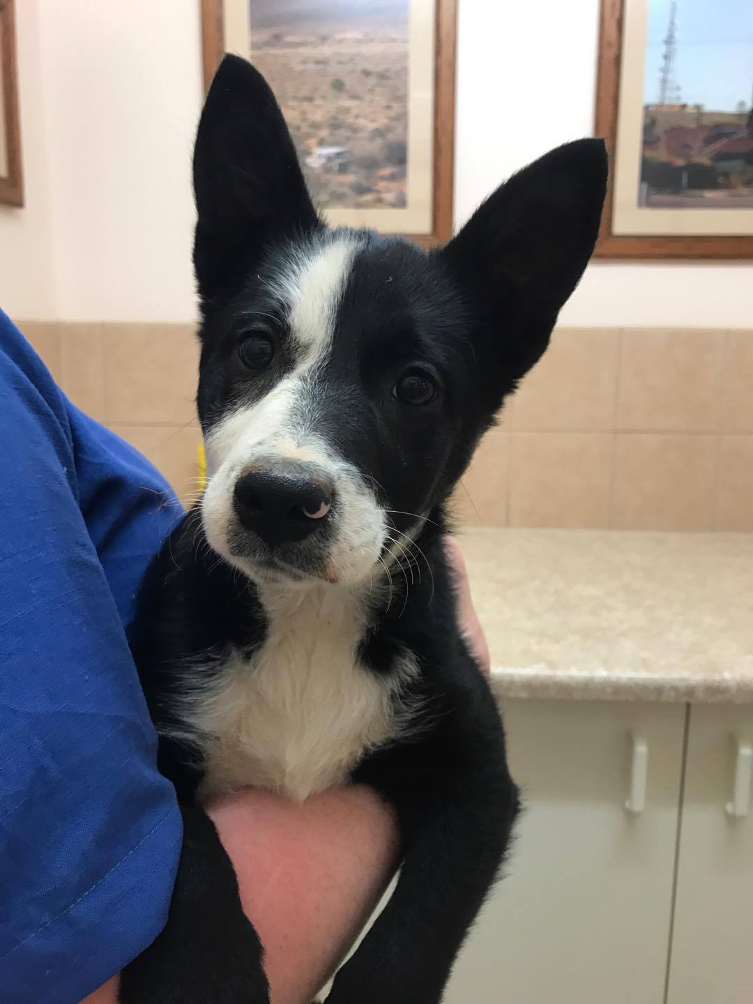 Raita - Medium Female Koolie Mix Dog in SA - PetRescue