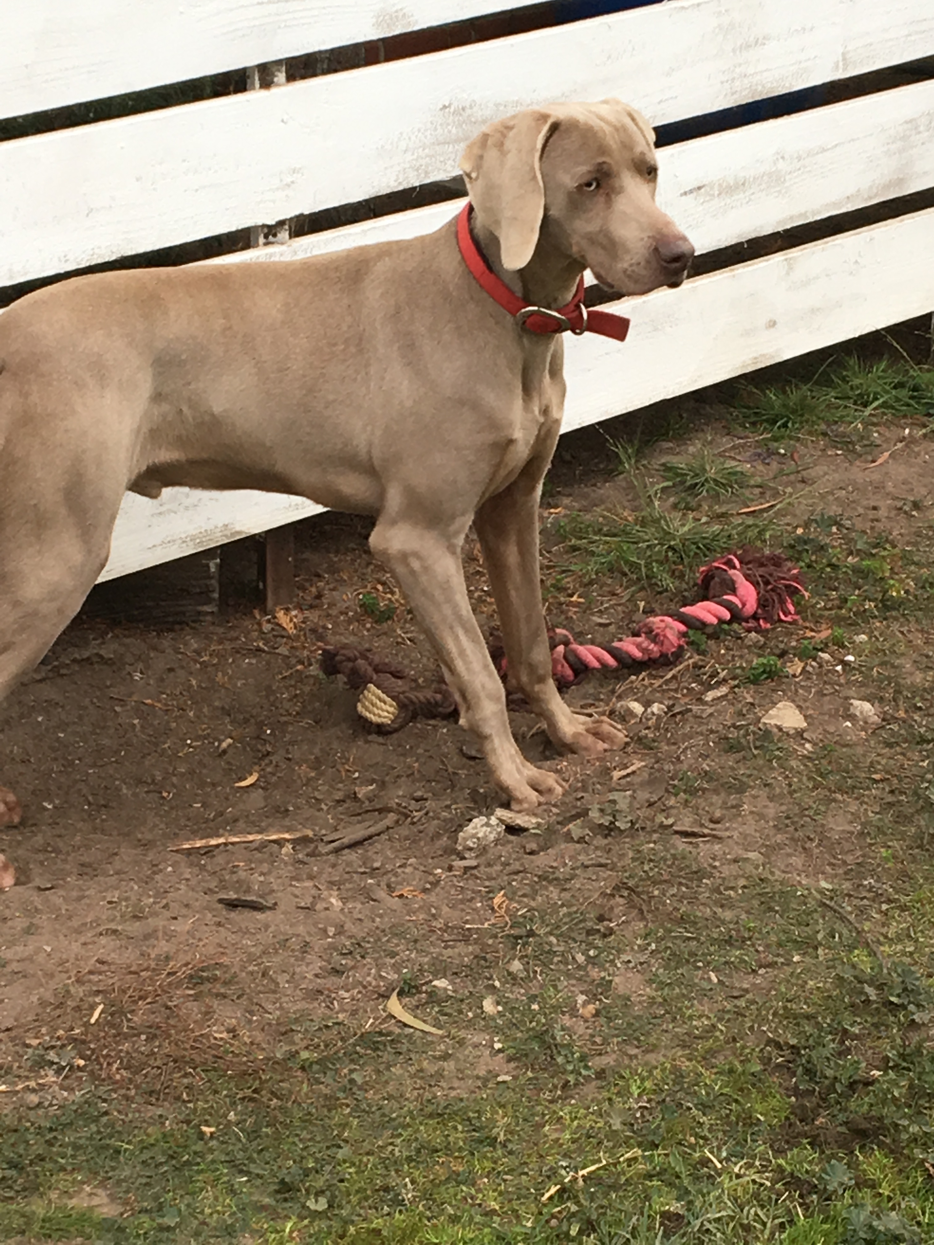 Django - Large Male Weimaraner Dog in VIC - PetRescue