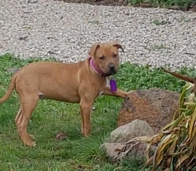 Moon Dance - Large Female Staffy x Ridgeback Dog in VIC - PetRescue