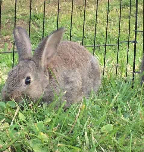 Kit-Kat - Female Rabbit in NSW - PetRescue