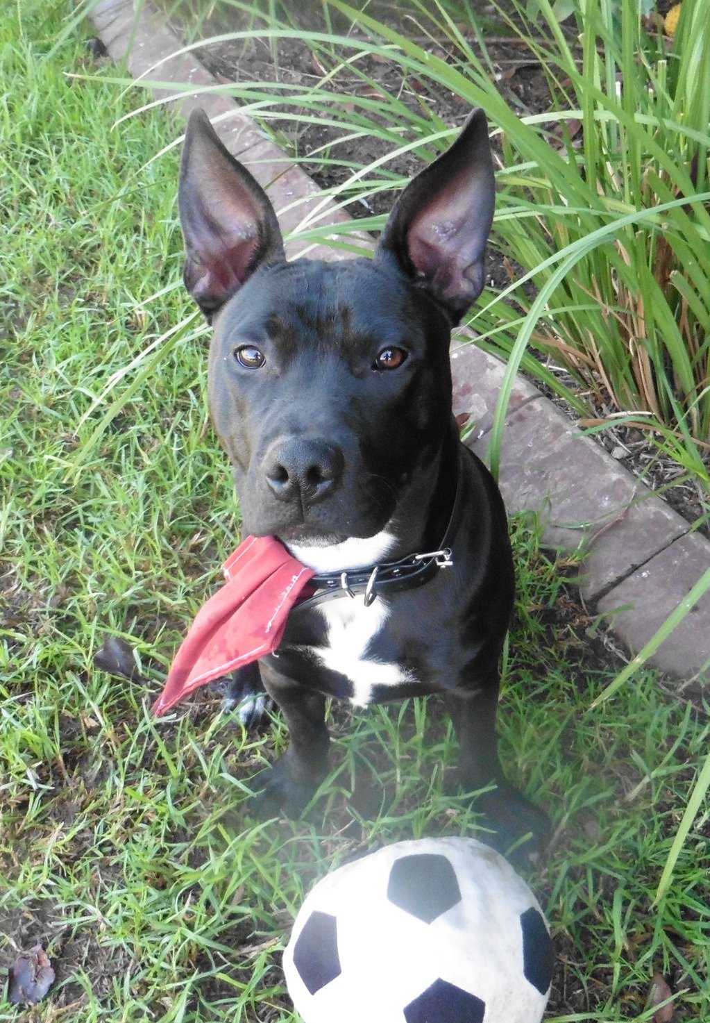 Cornelius - Large Male Bull Terrier Mix Dog in SA - PetRescue