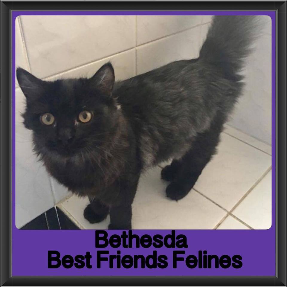 Bethesda - Female Domestic Medium Hair Cat in QLD - PetRescue