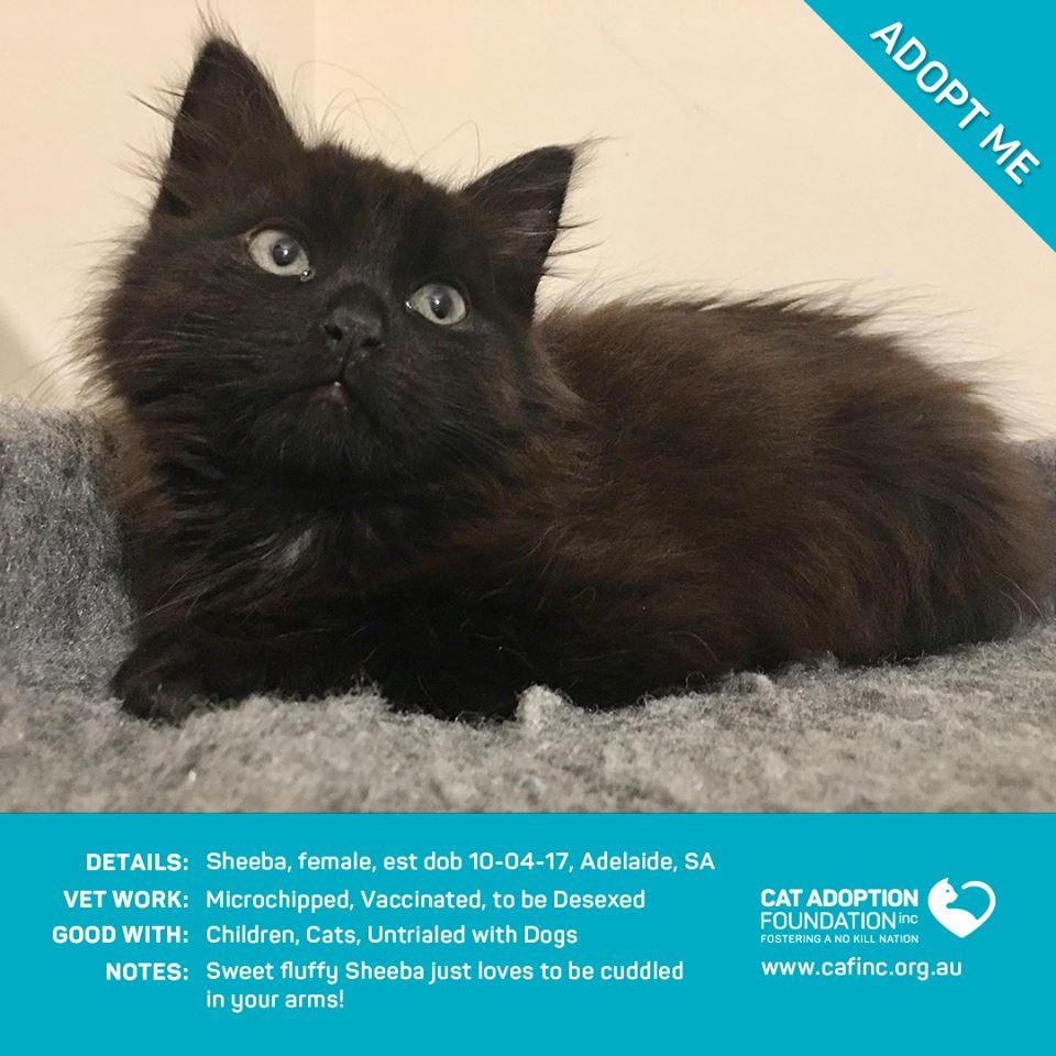 Sheeba - Female Domestic Short Hair Cat in SA - PetRescue