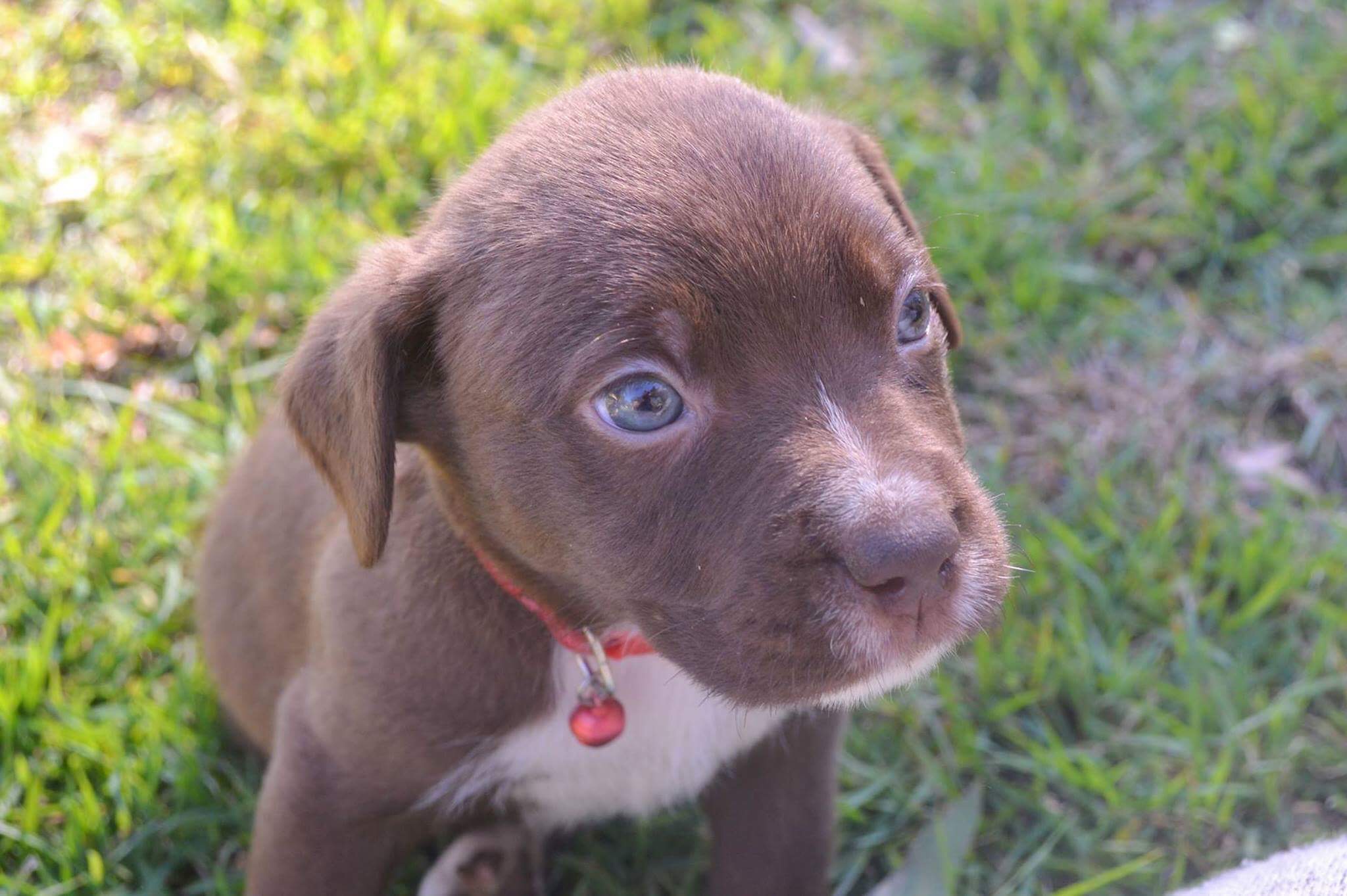 Litter Space - Medium Male Staffy Mix Dog in QLD - PetRescue