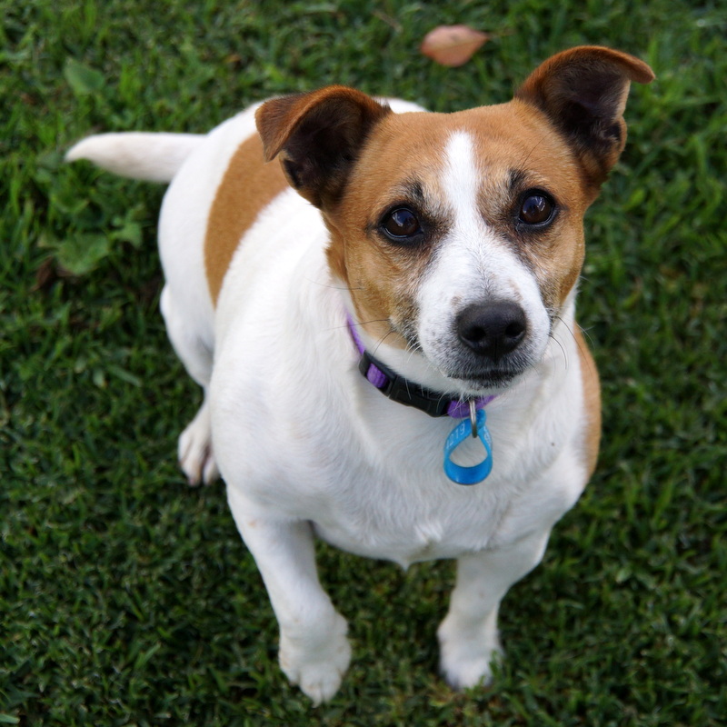 Maggie - Small Female Jack Russell Terrier Dog in VIC - PetRescue