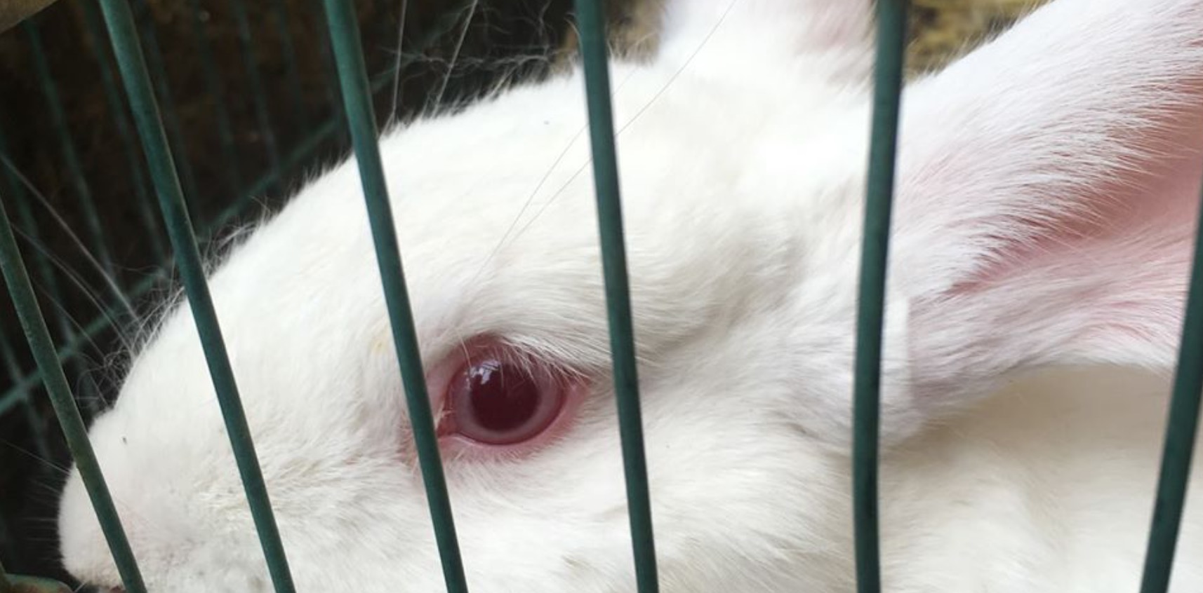 Thunder - Male Rabbit in SA - PetRescue