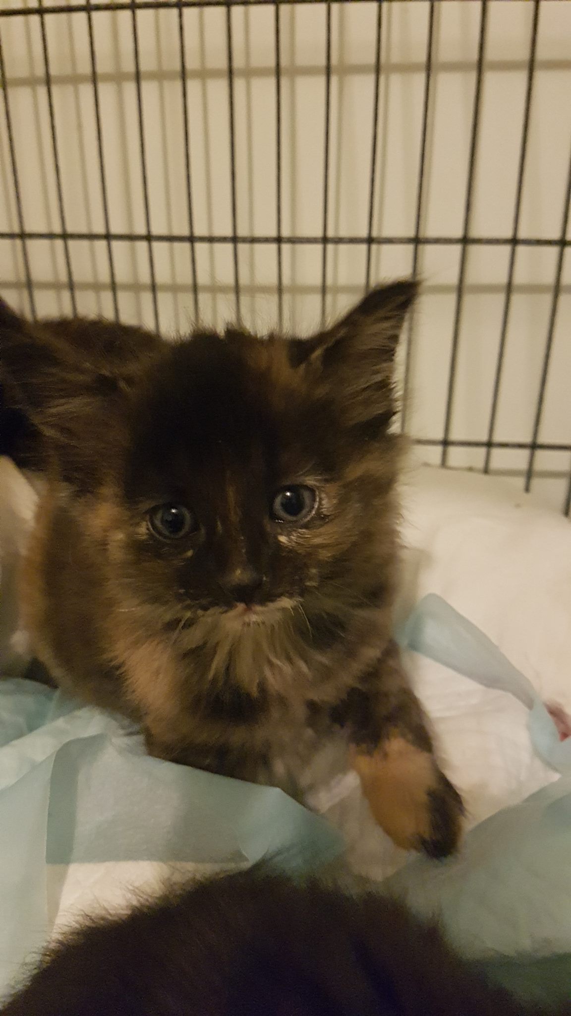 skyler - Female Domestic Medium Hair Cat in NSW - PetRescue