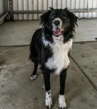 Ruby - Medium Female Border Collie Dog in VIC - PetRescue