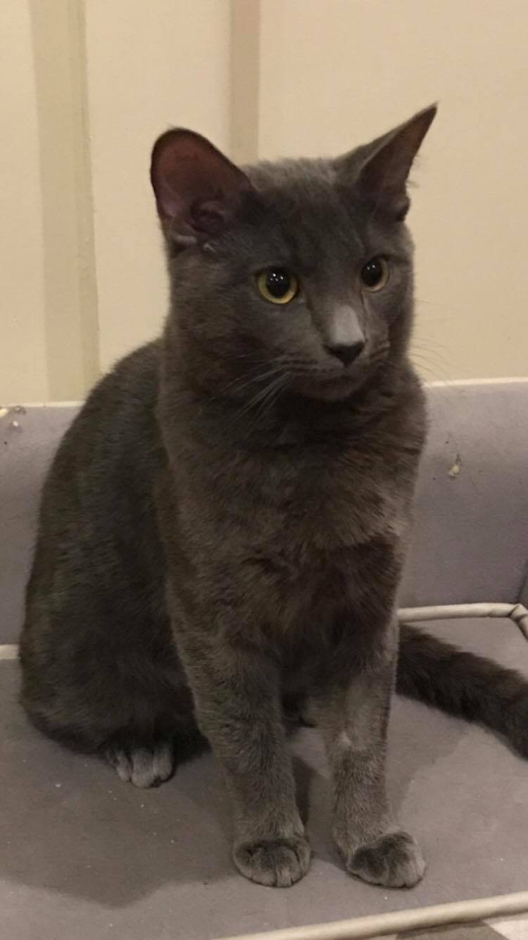 Blue - Male Russian Blue Cat in SA - PetRescue