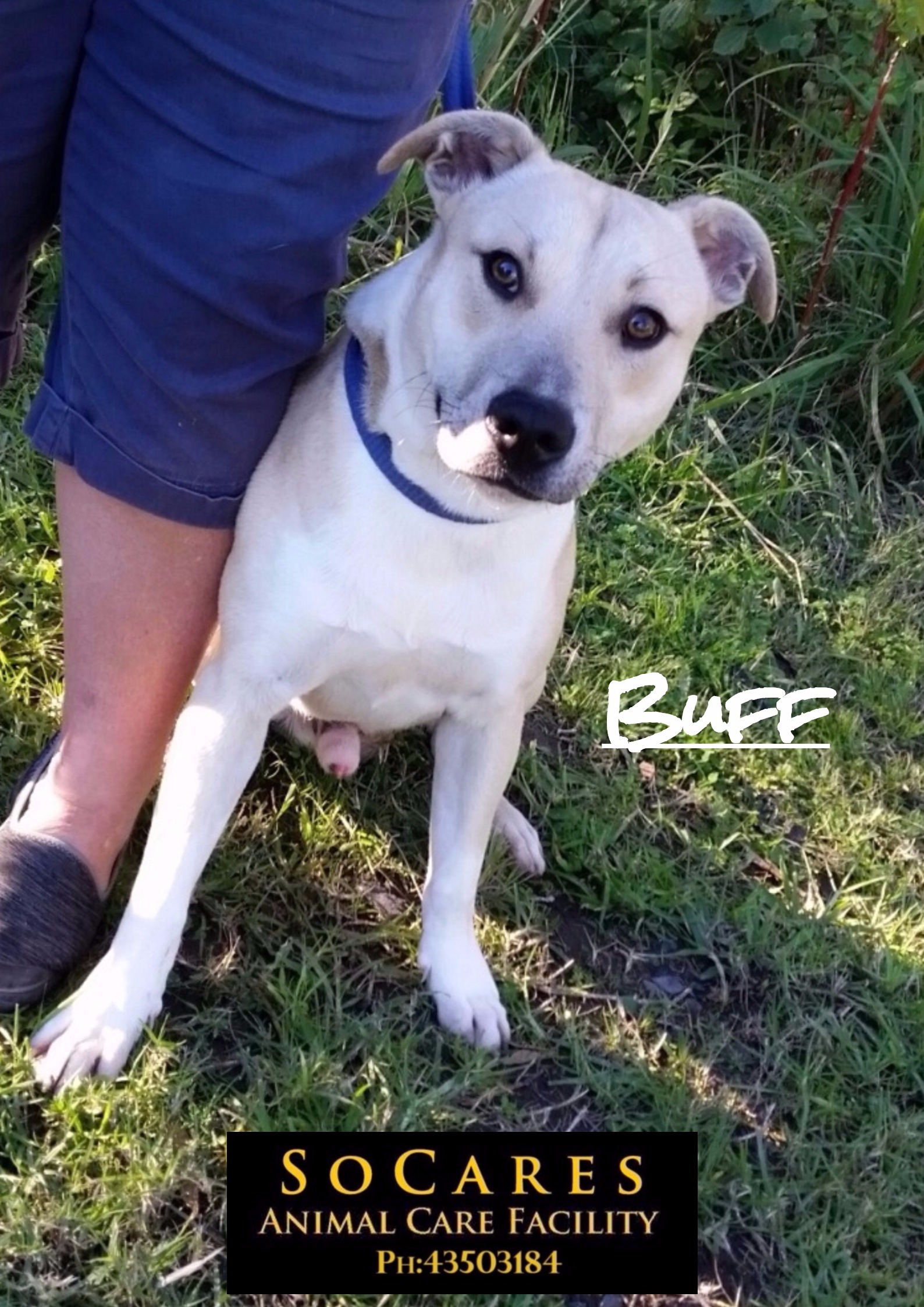 Buff - Medium Male Staffordshire Bull Terrier Mix Dog in NSW - PetRescue
