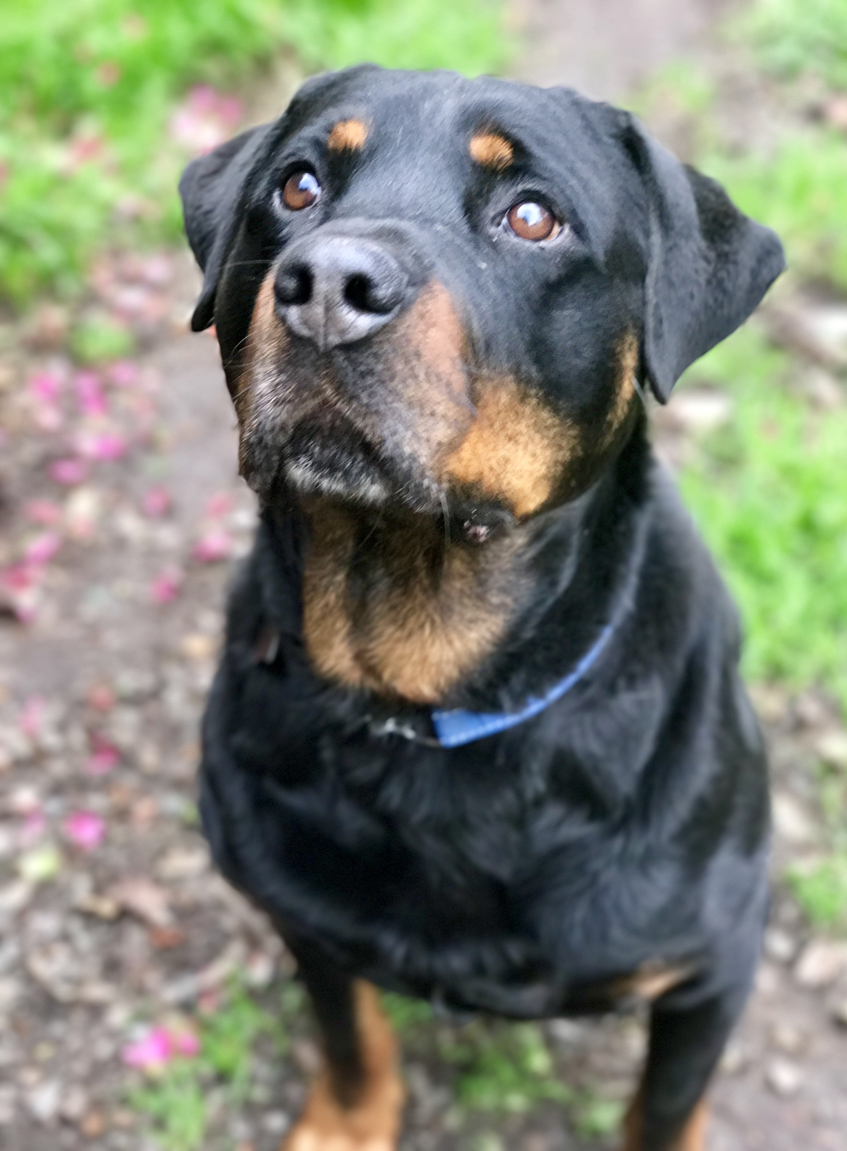 Zeus - Large Male Rottweiler Dog in VIC - PetRescue