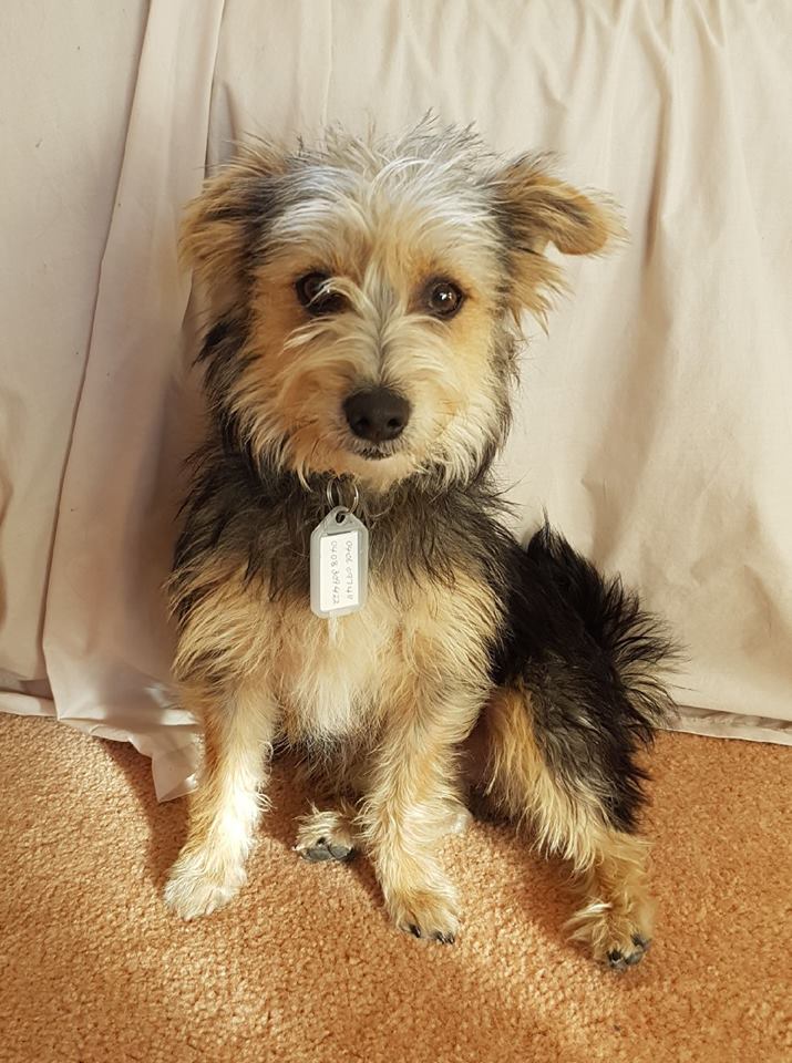 Ralphie *Meet and Greet Booked* - Small Male Australian Terrier Mix Dog ...