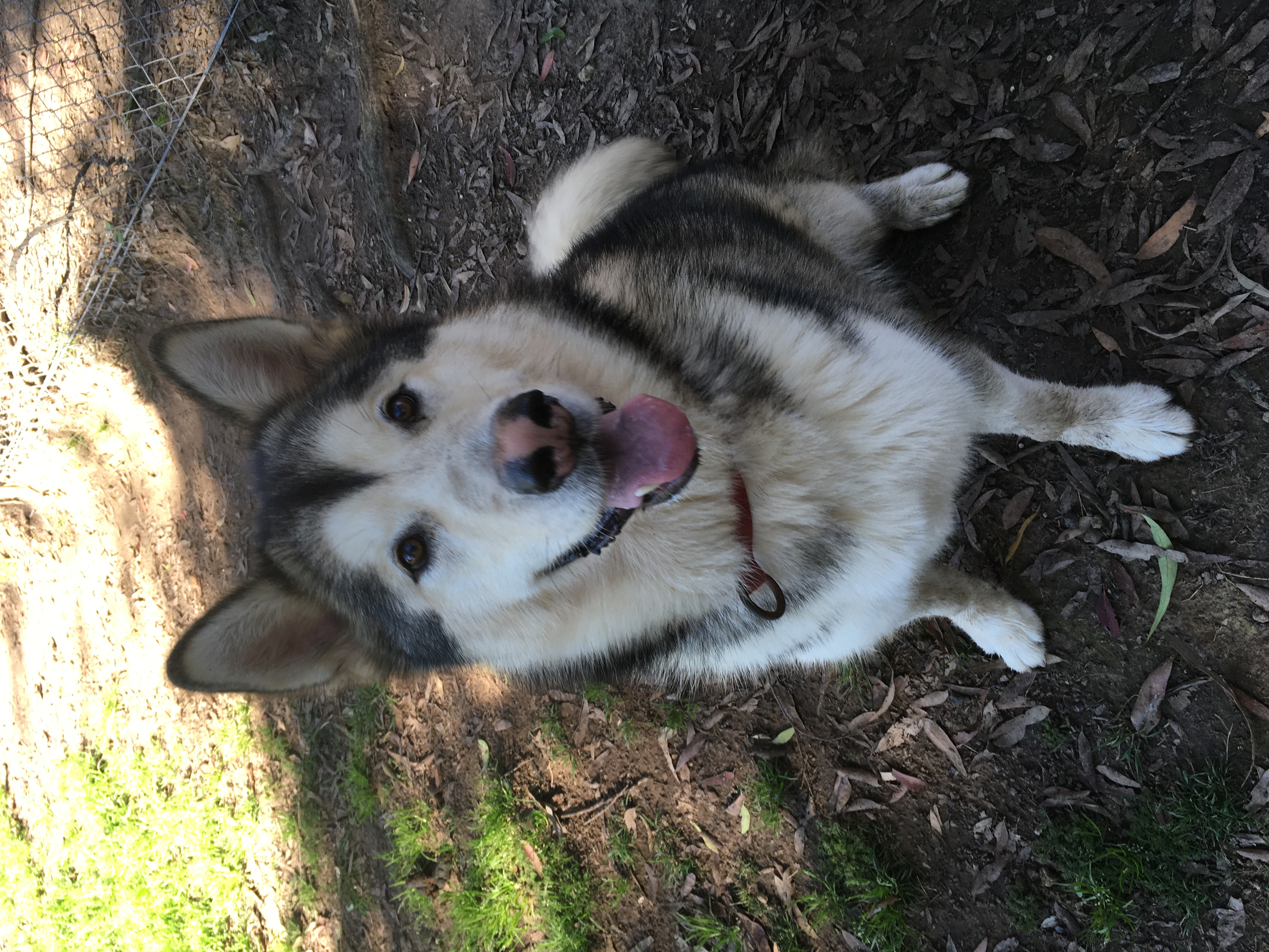 Maximus - Large Male Alaskan Malamute Dog in NSW - PetRescue