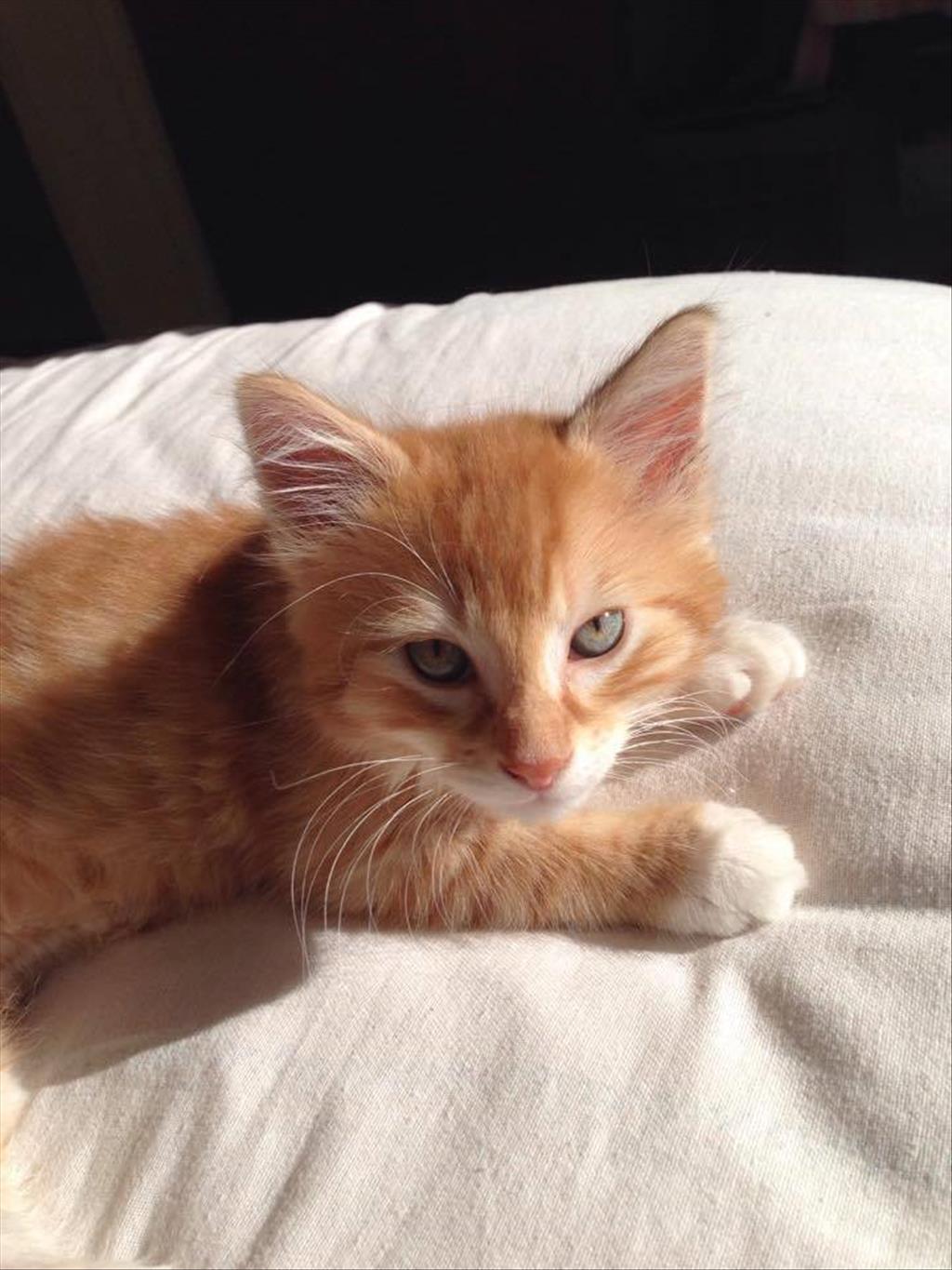 Ponkan - Male Dsh Mix Cat in VIC - PetRescue