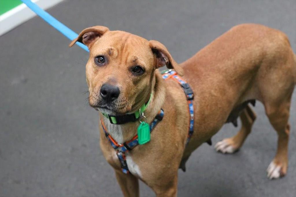 Queenie - Medium Female Labrador x Staffy Mix Dog in VIC - PetRescue