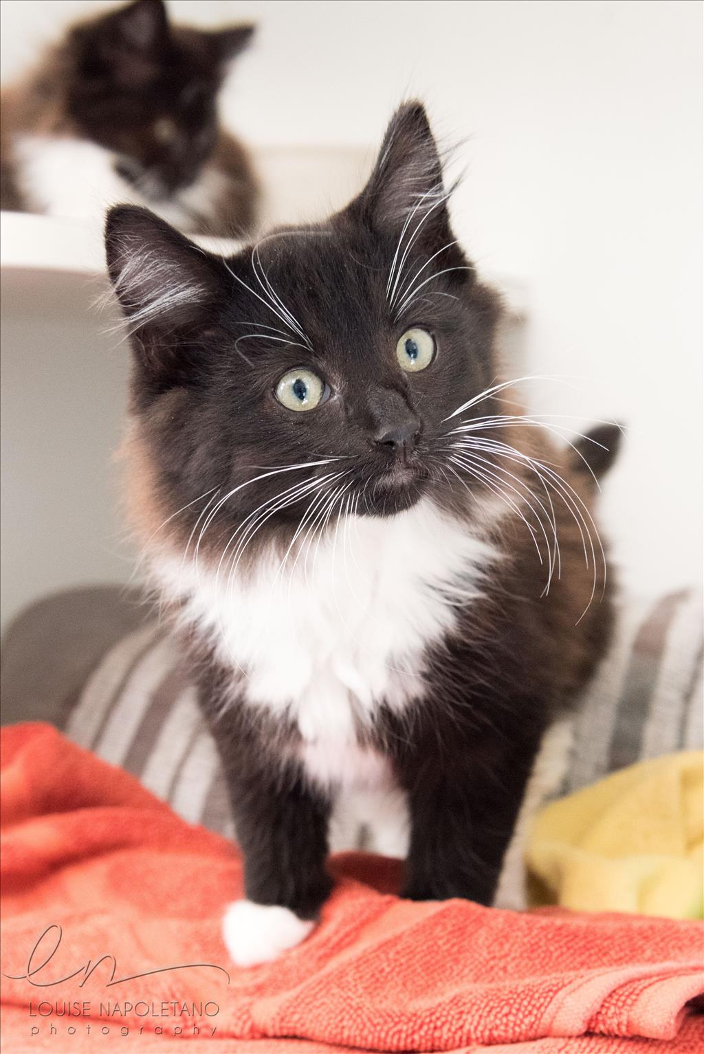 Nifty - Male Domestic Medium Hair Mix Cat in NSW - PetRescue