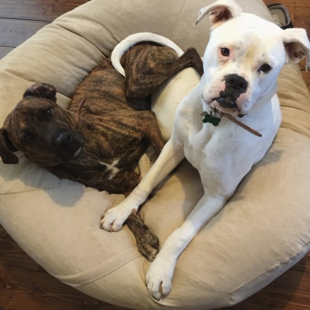 Touza - Large Male American Bulldog x Boxer Dog in VIC - PetRescue