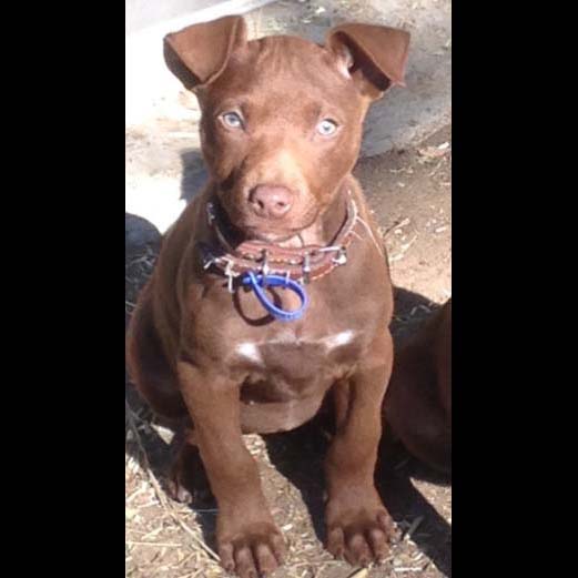 Layla ~ sweet Kelpie x puppy (On Trial 12/8/17) - Medium Female Kelpie ...