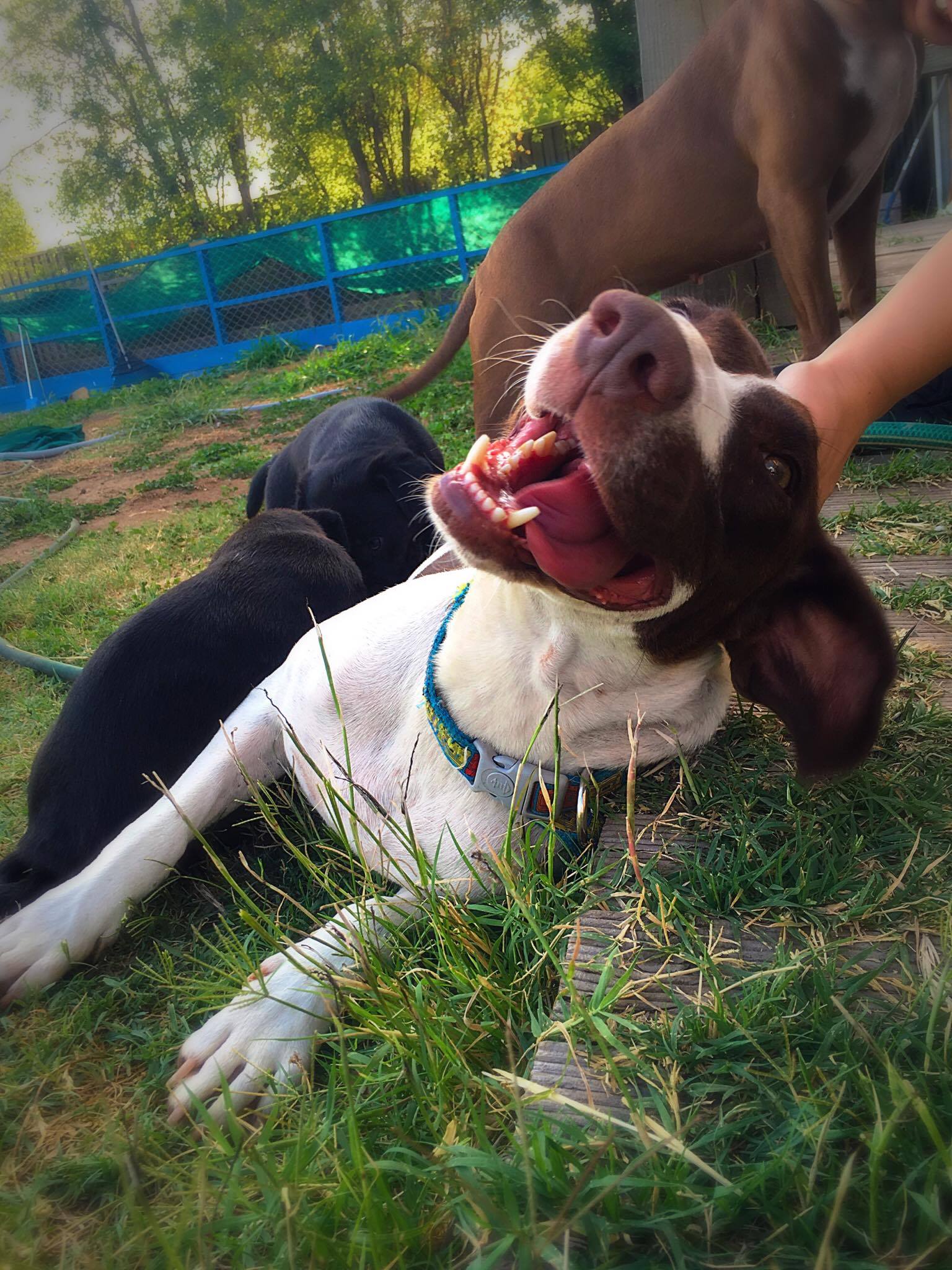 Elke - Medium Female English Springer Spaniel x Staffordshire Bull ...