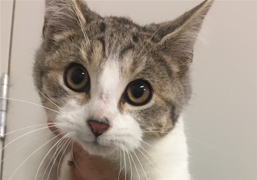 Koby - Male Domestic Short Hair Mix Cat in QLD - PetRescue