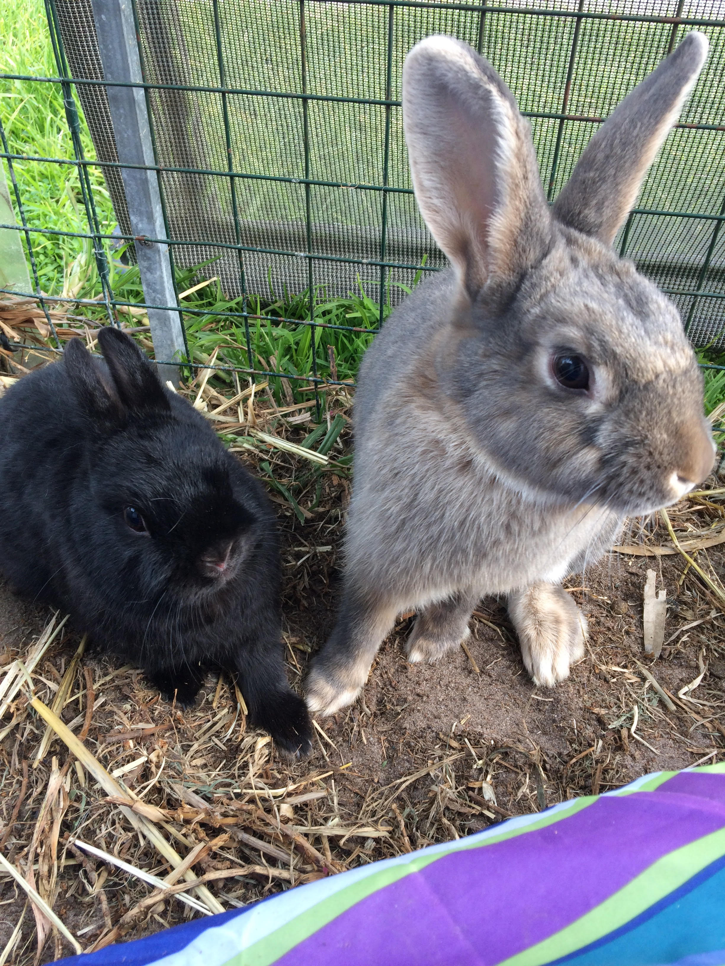 Peanut and Diggle - Female Rabbit in VIC - PetRescue
