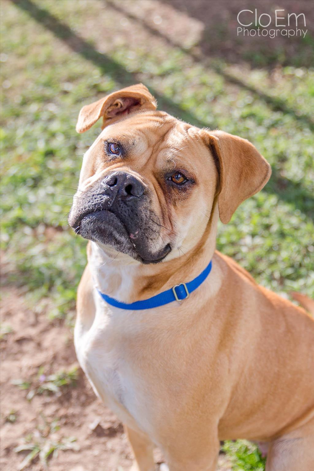 Sharon - Medium Female Australian Bulldog Mix Dog in NSW - PetRescue