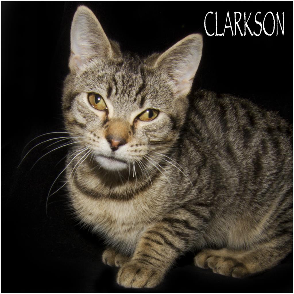 Clarkson - Male Domestic Short Hair Mix Cat in TAS - PetRescue