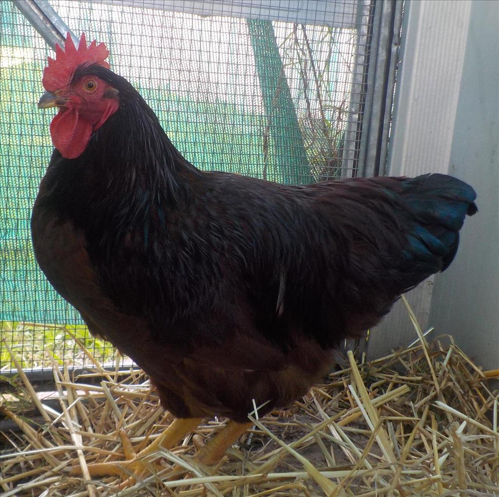 Teddy - Male Rooster Fowl in ACT - PetRescue