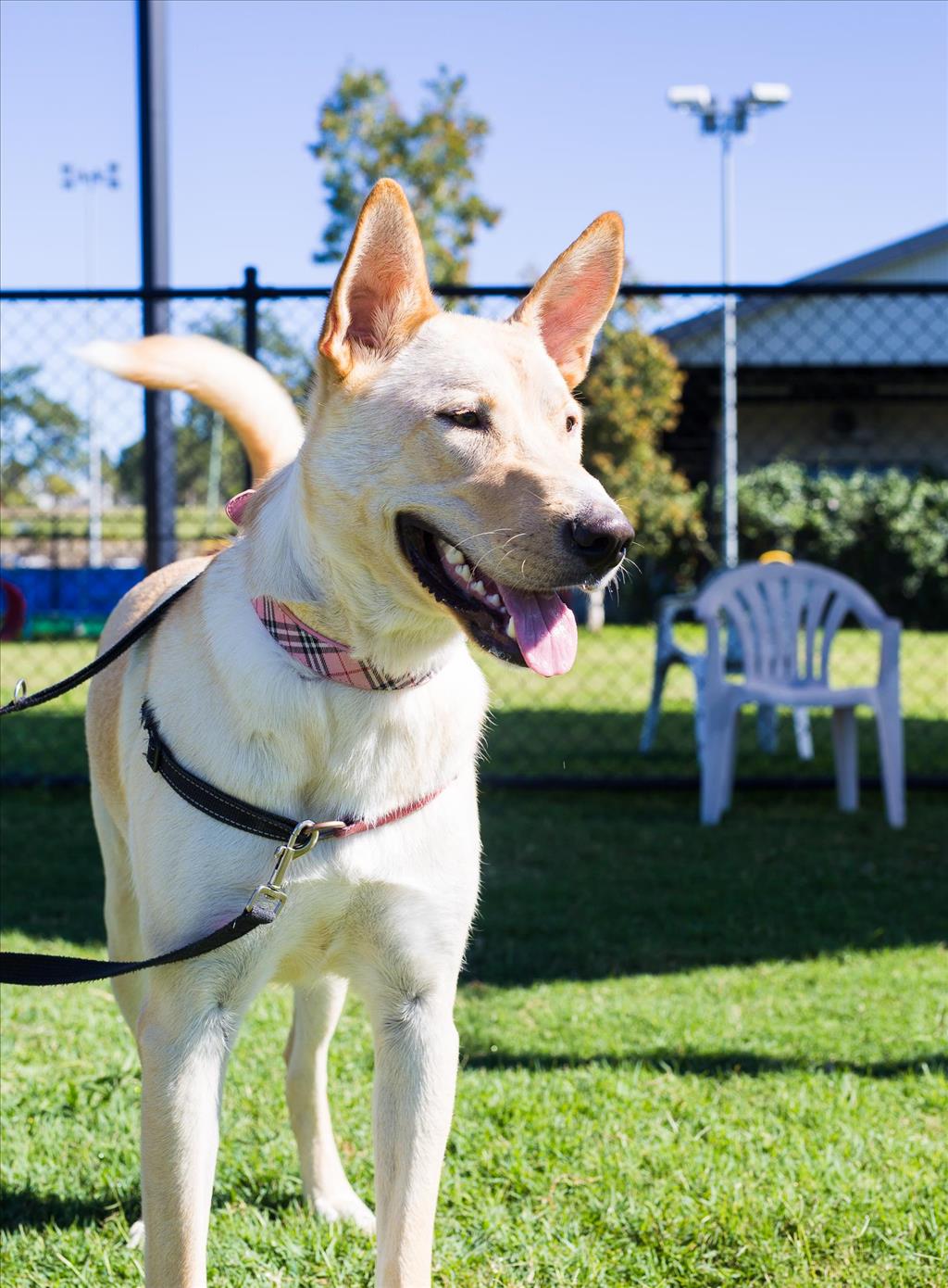 Bentley - Medium Male Alaskan Malamute x Labrador Retriever Mix Dog in ...