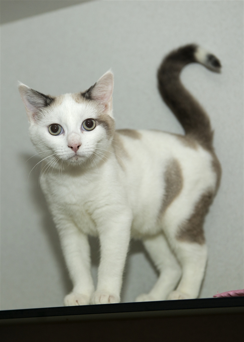 Zara - Female Snowshoe Mix Cat in QLD - PetRescue