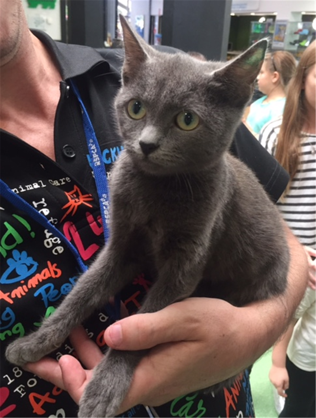 Eevee - Female Domestic Short Hair x Russian Mix Cat in QLD - PetRescue