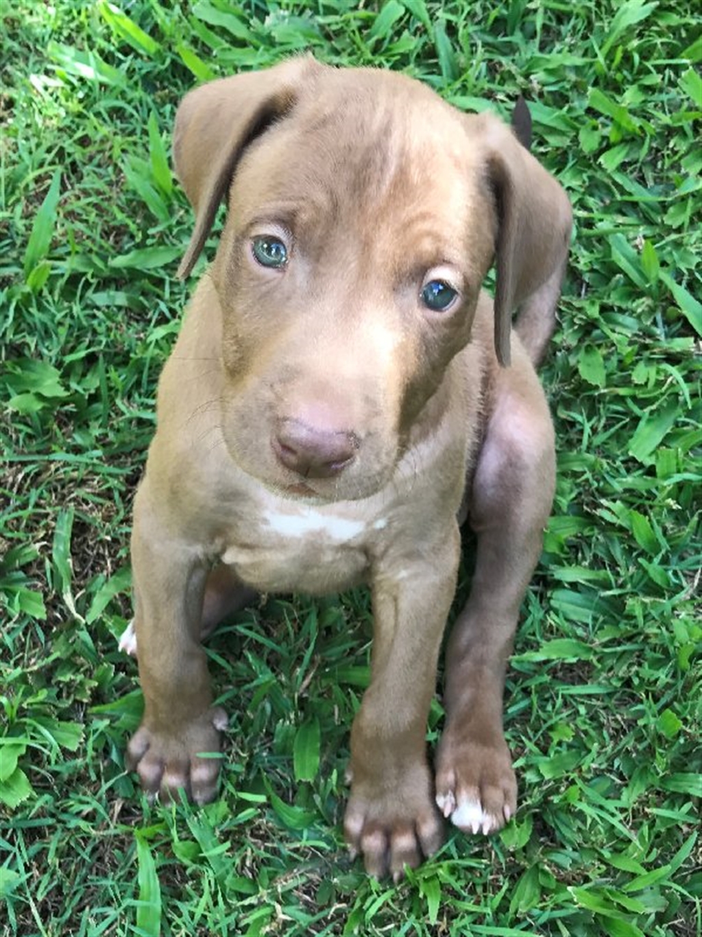 Nugget - Medium Male Rhodesian Ridgeback Mix Dog in QLD - PetRescue