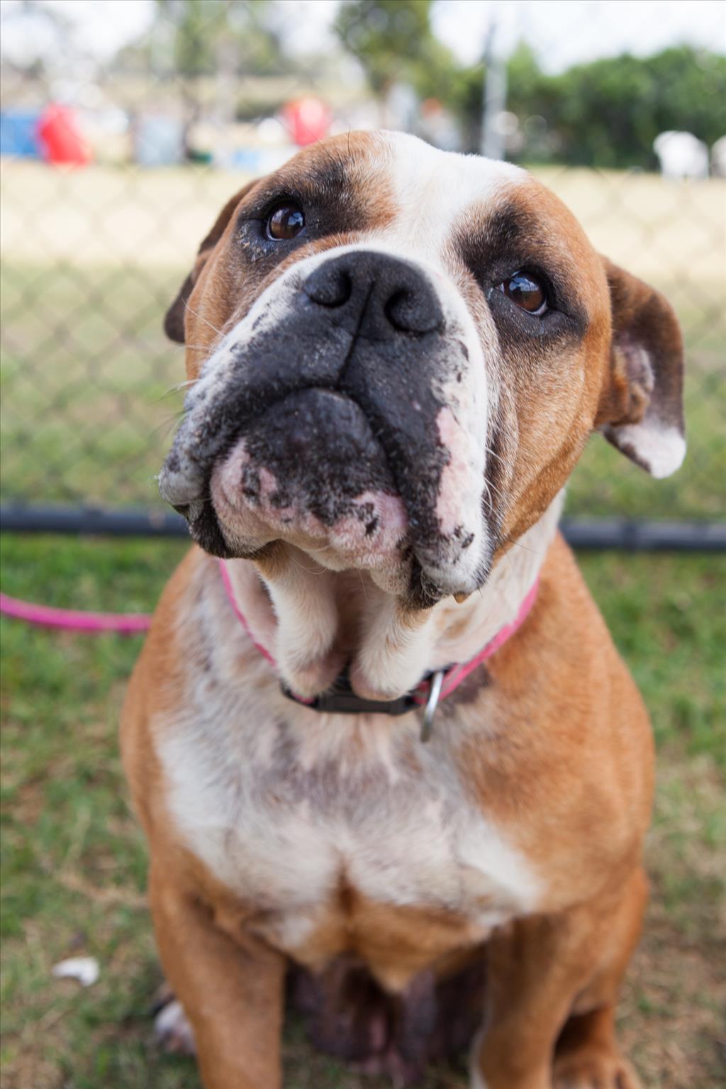 Girl - Large Female Australian Bulldog Mix Dog in QLD - PetRescue