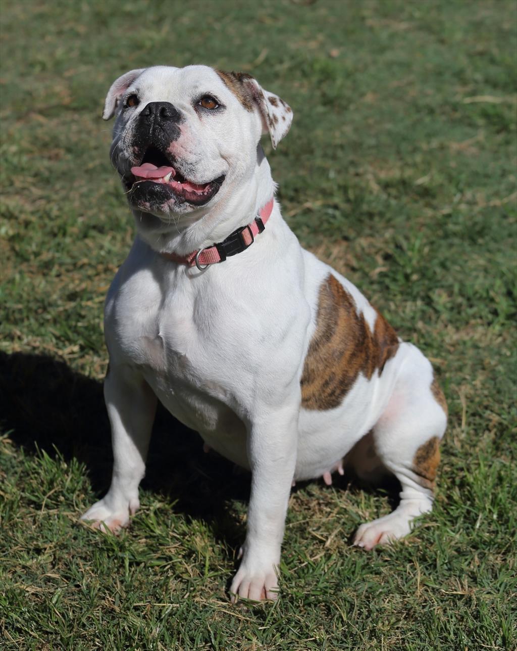Trinket - Medium Female Australian Bulldog Mix Dog in QLD - PetRescue